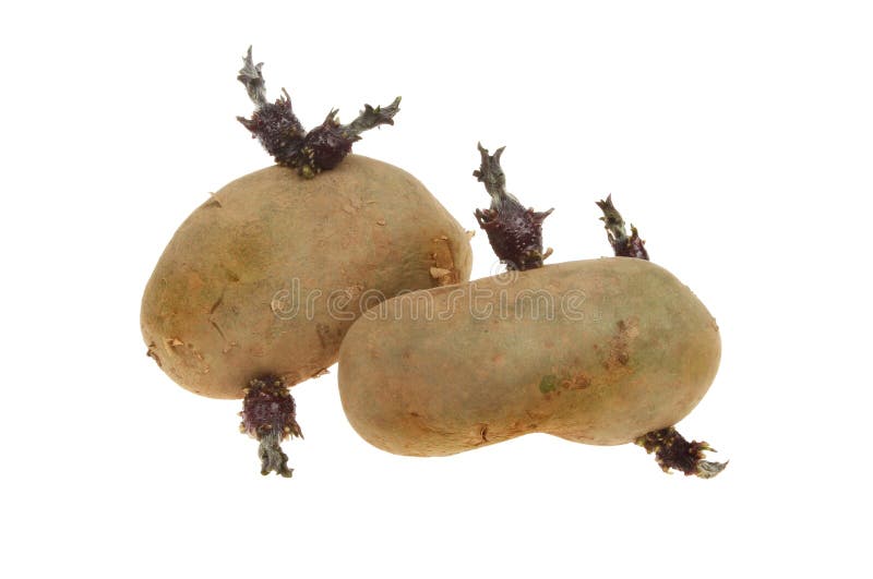 Chitted Potatoes Stock Photos - Free & Royalty-Free Stock Photos from ...