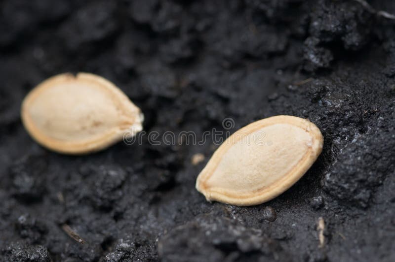 Seeds in Soil Close Up stock photo. Image of detail, heap - 29341180