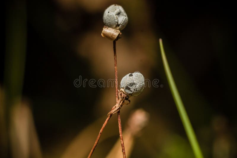 Two Seeds of Some Sort on a Stem in the Wild Stock Image - Image of ...