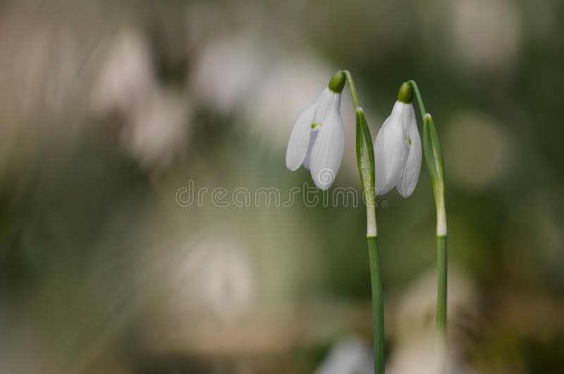 Two Separate Snowdrop Flowers Stock Image - Image of cover, forest ...