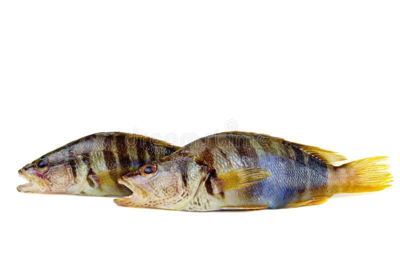 Sea Comber on a Mediterranean Reef Stock Image - Image of organism ...