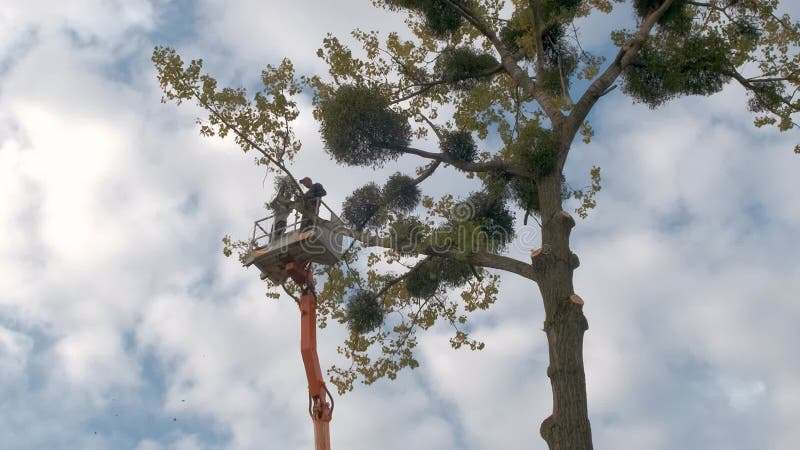 Two Service Workers Cutting Down Big Tree Branches with Chainsaw from ...