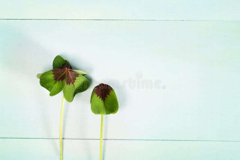 Two shamrocks stock image. Image of plant, fresh, petal - 37944745