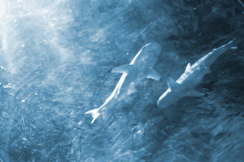 Two sharks stock photo. Image of panoramic, angelfish - 23975234