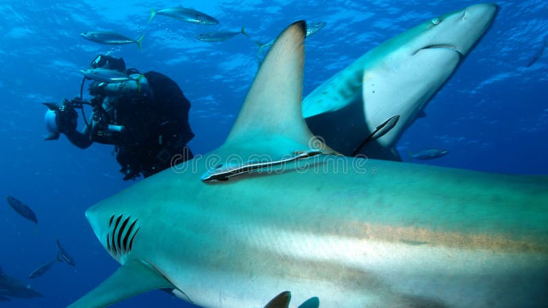 Sharks and diver stock illustration. Illustration of squall - 17965646