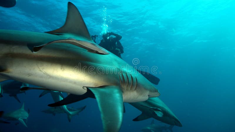 Two sharks swimming stock image. Image of attack, fish - 70815569
