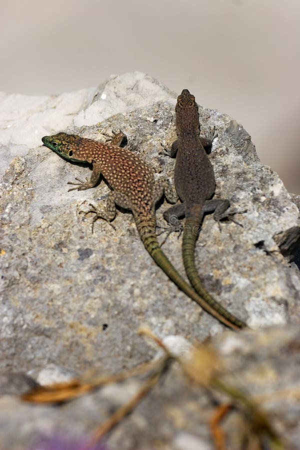 Sharp Snouted Lizard, Dalmatolacerta Oxycephala Stock Image - Image of ...
