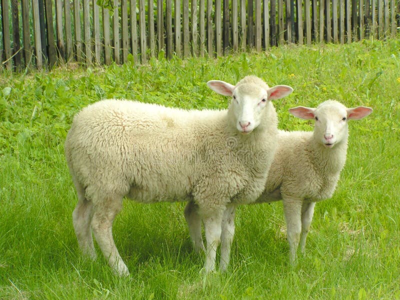 Two sheep stock photo. Image of animals, village, animal - 156376
