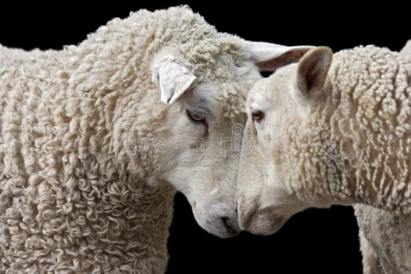 Two sheep stock photo. Image of farm, isolated, lamb - 17698646