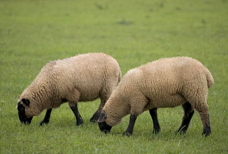 Billy Goat stock photo. Image of beard, nature, horns, sweet - 200814