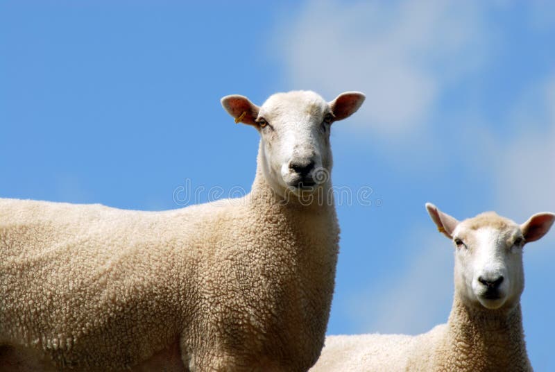 Family gathering of sheep stock photo. Image of cute - 10130130
