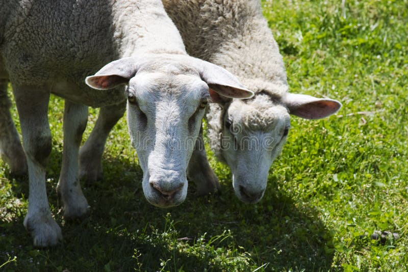 Two sheep stock photo. Image of spring, lamb, friendly - 156382