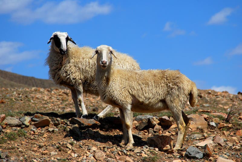 Two sheep stock photo. Image of lovely, field, sweet, spring - 9806392