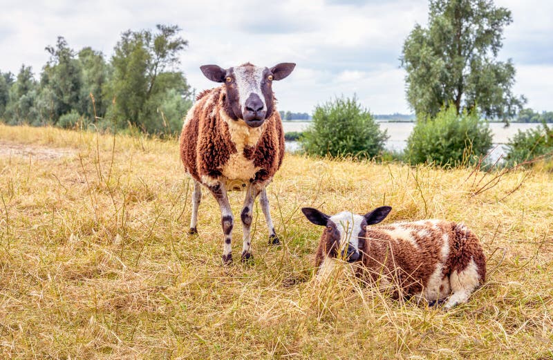Two Sheep at the Base of a Near a River Stock Photo - Image of meadow ...