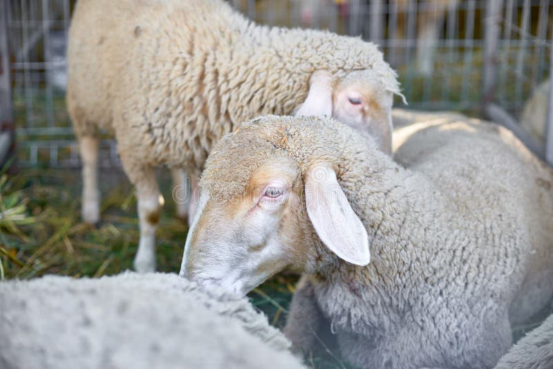 Sheep from behind stock photo. Image of farm, animal - 44386384