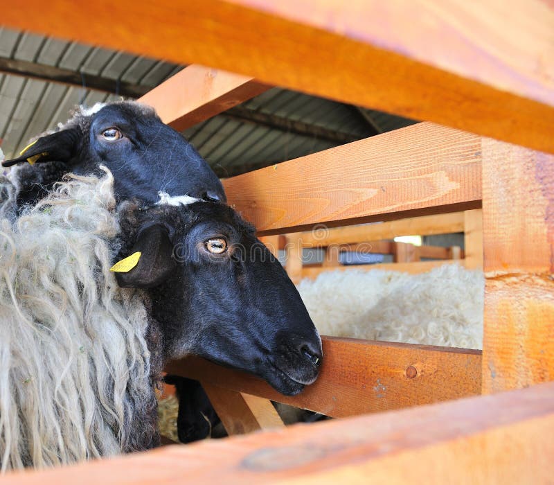 Sheep Scared Stock Photos - Free & Royalty-Free Stock Photos from ...