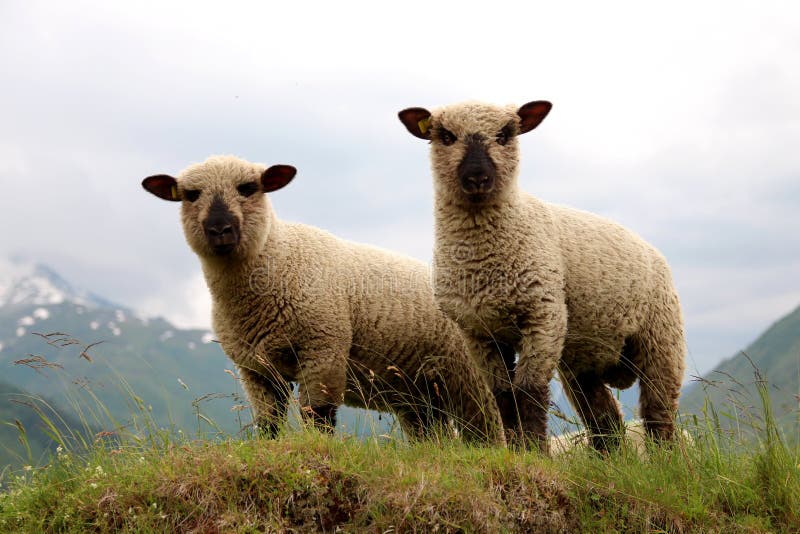 Two sheep stock photo. Image of wool, meat, sheep, alps - 43682212