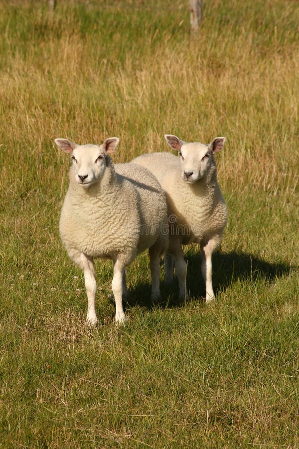 Two Sheep on a stock photo. Image of sheep, animal, agriculture - 102967714