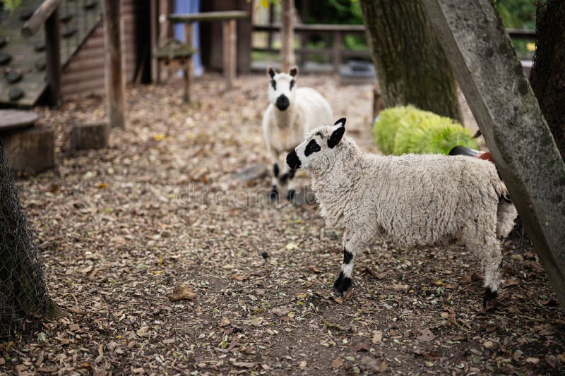 Two Sheep in a Rustic Farm Setting Surrounded by Nature Stock Image ...