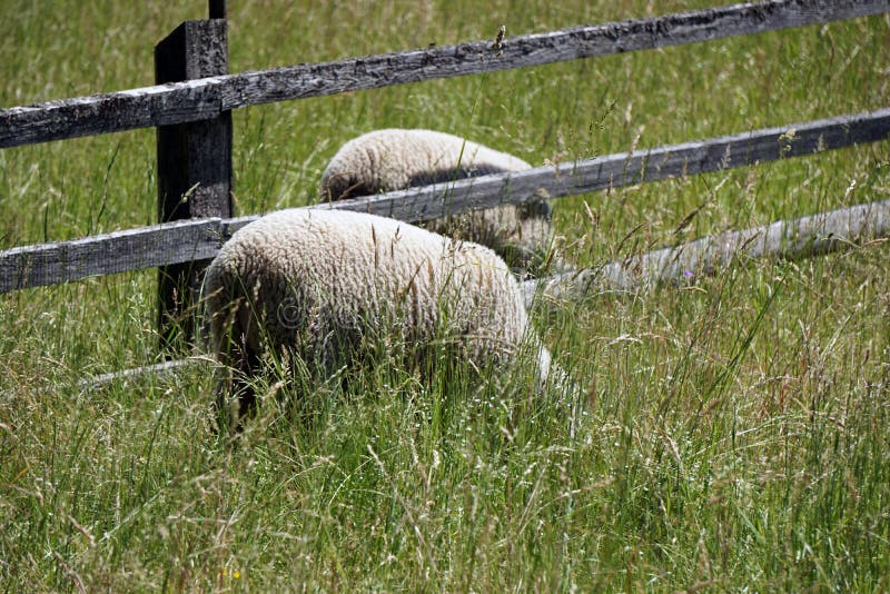 Two Sheep Eating Grass on Pasture Stock Image - Image of mammal, grass ...