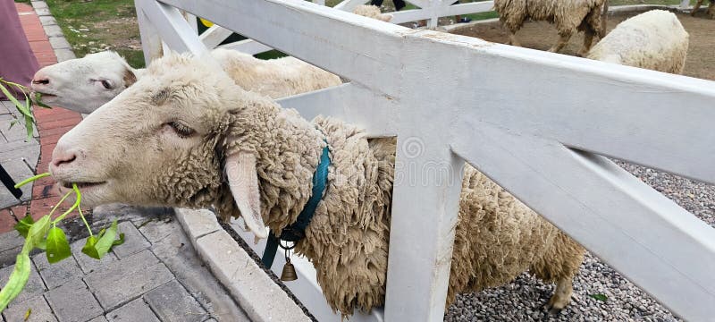 Two Sheep are Eating Long Beans Stock Image - Image of eating, beans ...