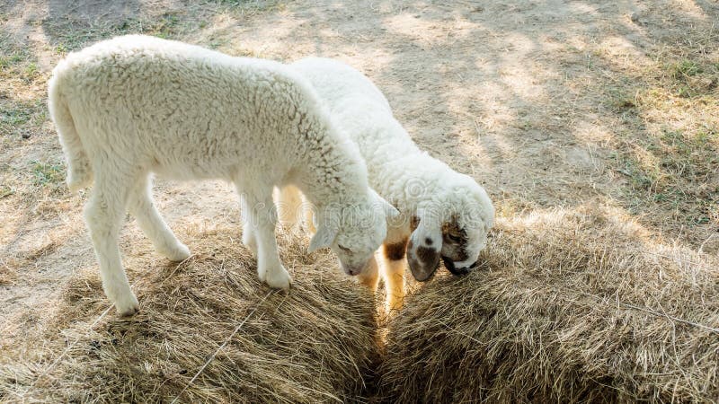 Two sheep eating a straw stock image. Image of sheep - 184456199