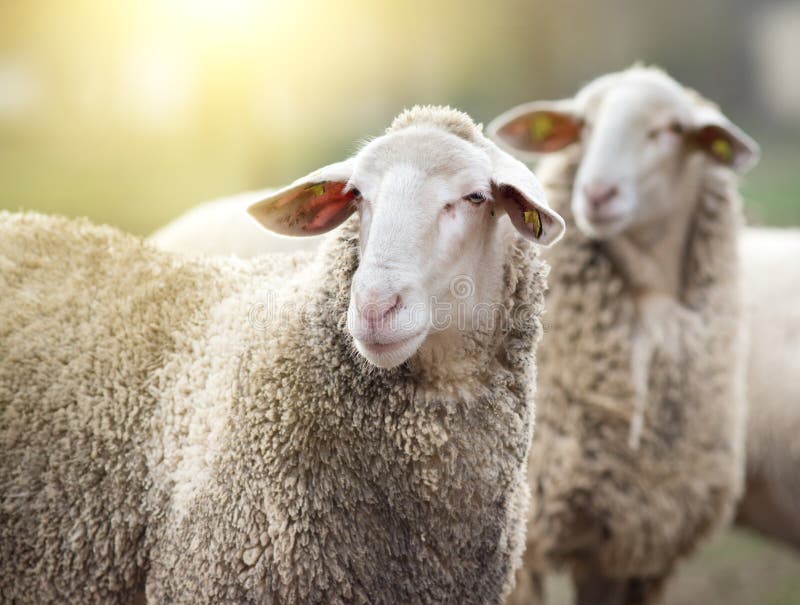 Two sheep on farm stock photo. Image of agricultural - 62587222