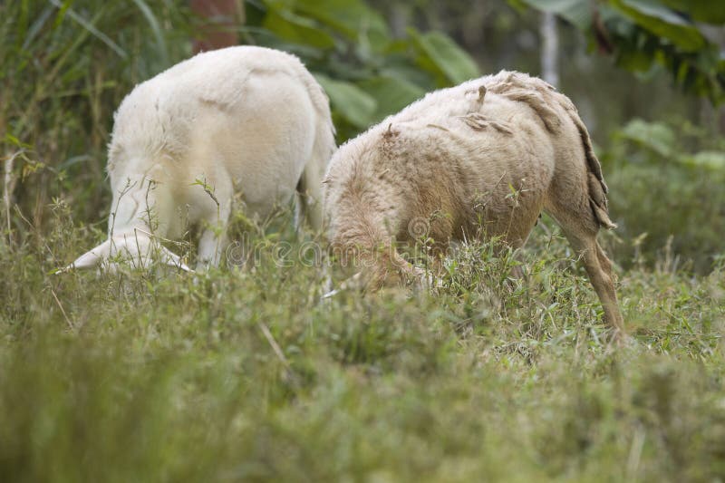 Two Sheep Feeding on a Pasture Field Stock Image - Image of domestic ...