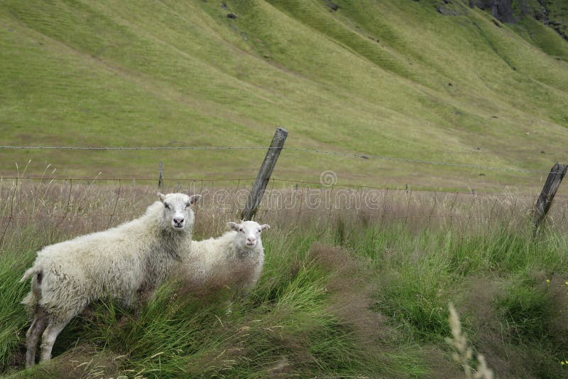 Two sheep in a field stock photo. Image of animals, curious - 26309448