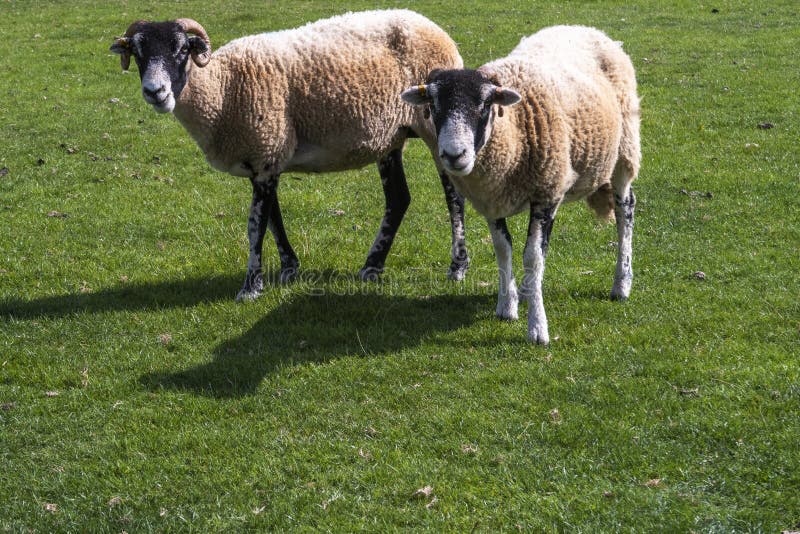 Two Sheep in a Field in the English Countryside Stock Image - Image of ...