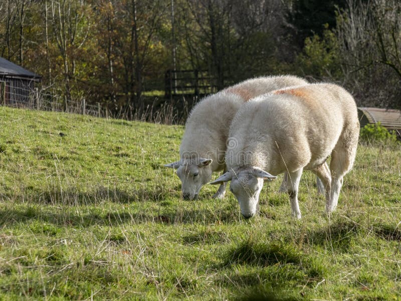 Two Sheep in a Field Grazing in South Wales. Stock Photo - Image of ...