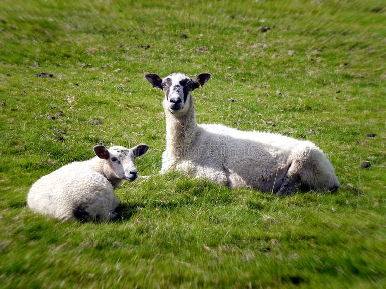 Two sheep in field stock photo. Image of pasture, sheep - 46418764
