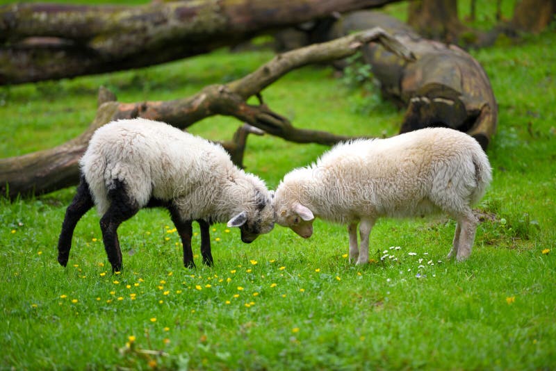 453 Sheep Fighting Stock Photos - Free & Royalty-Free Stock Photos from ...