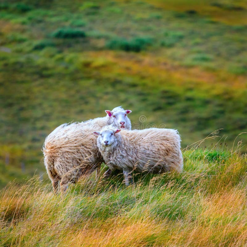 Two sheep stock image. Image of agriculture, farm, animal - 46343831
