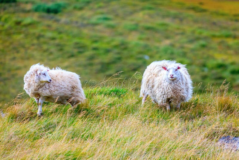 Two sheep stock photo. Image of europe, pair, white, animal - 48573396