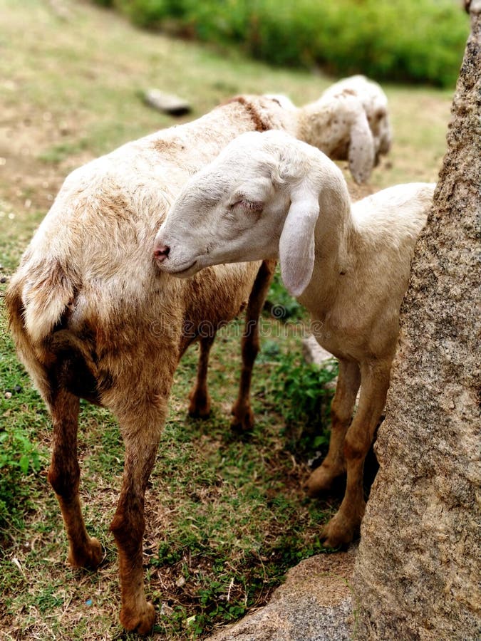 Two Sheep or Goat Standing Together for Shade Stock Image - Image of ...