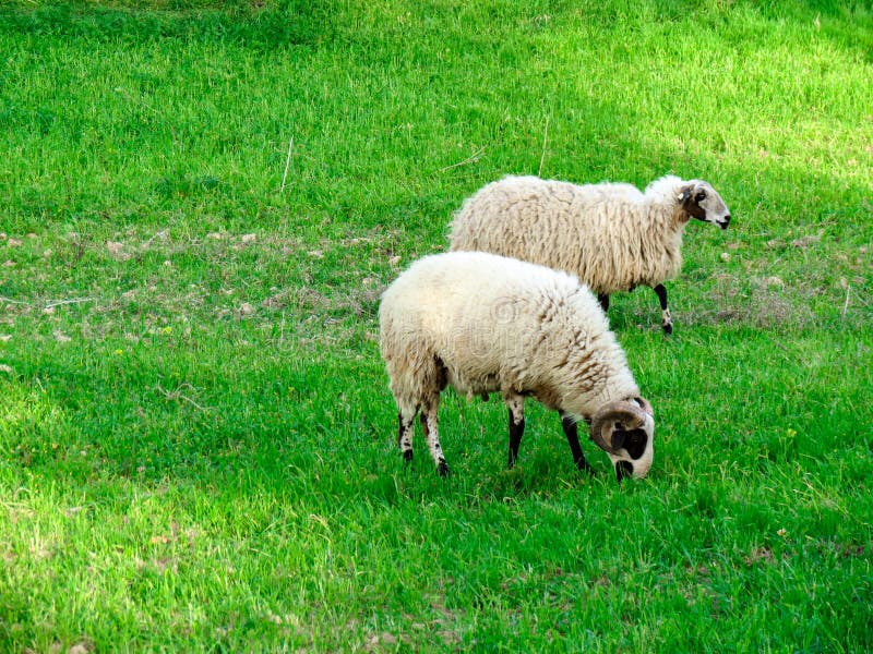 Two Sheep Graze in a Meadow Stock Image - Image of innocent, farm ...