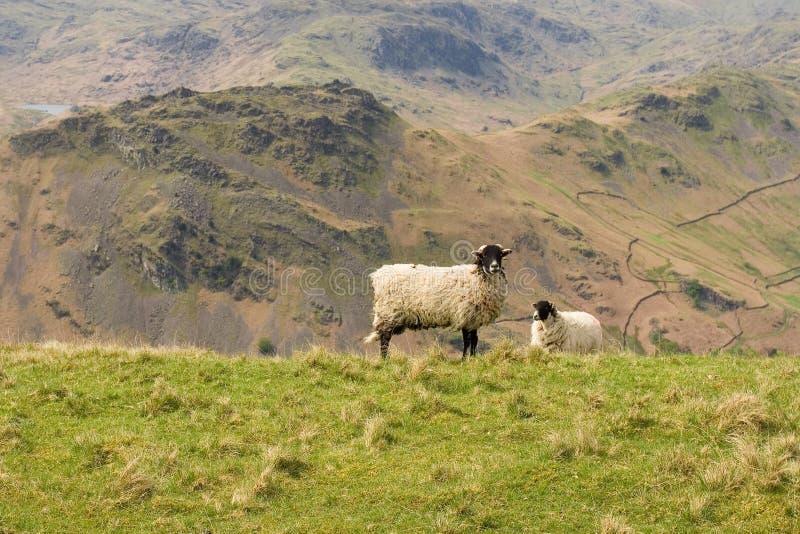 Sheep Picture. Image: 713092