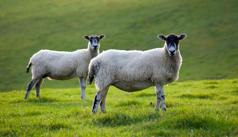 Two Sheep Grazing in a Field Stock Photo - Image of england, light ...