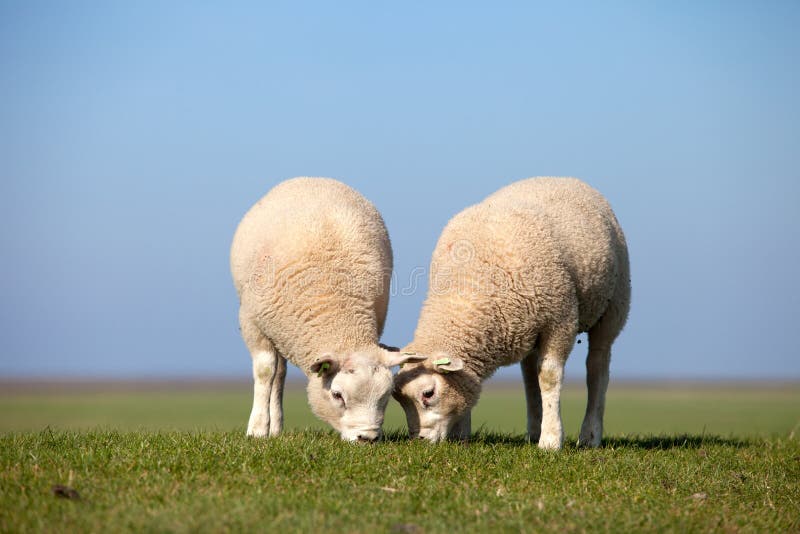 Two sheep grazing stock image. Image of flock, agriculture - 74185949