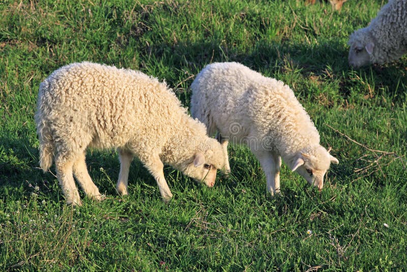 Two Sheep stock image. Image of flock, white, sheep - 156486419