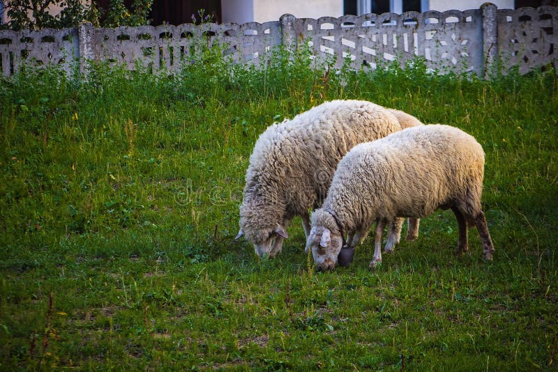 Two Sheep Grazing Green Grass Stock Photo - Image of animal, rural ...