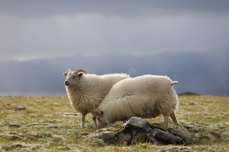 Two Sheep Grazing on High Meadows Stock Image - Image of icelandic ...