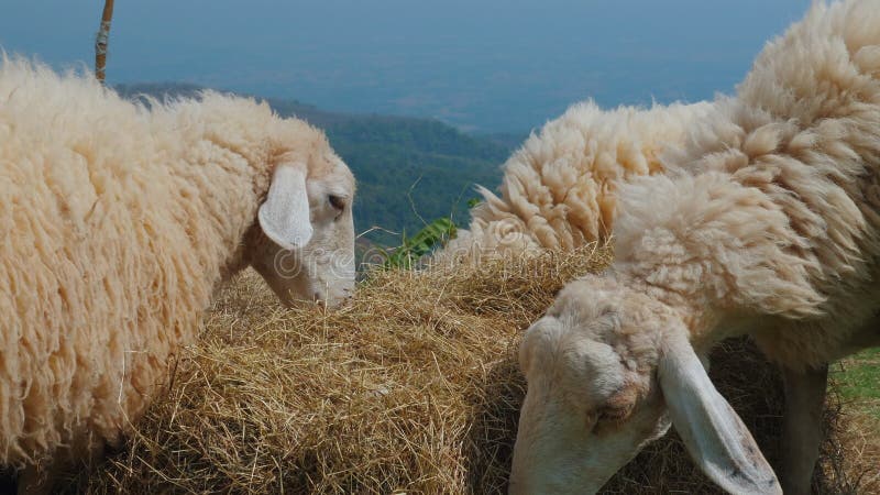 Two Sheep Grazing on Hillside with Stock Footage - Video of nature ...