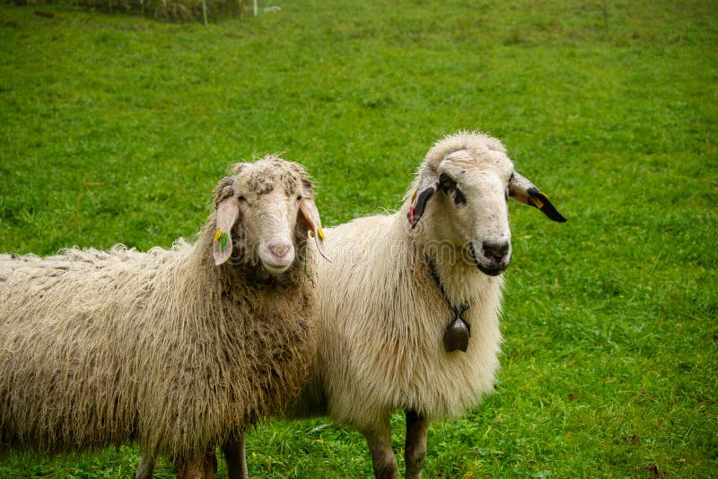 Two Sheep Grazing in a Meadow Stock Photo - Image of alps, cattle ...