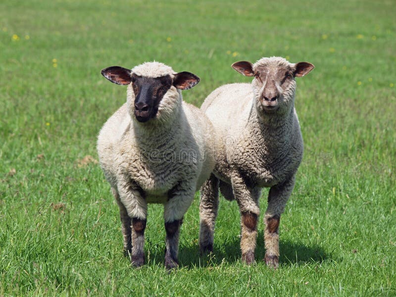 Two Sheep on a Green Meadow Stock Image - Image of standing, rearing ...