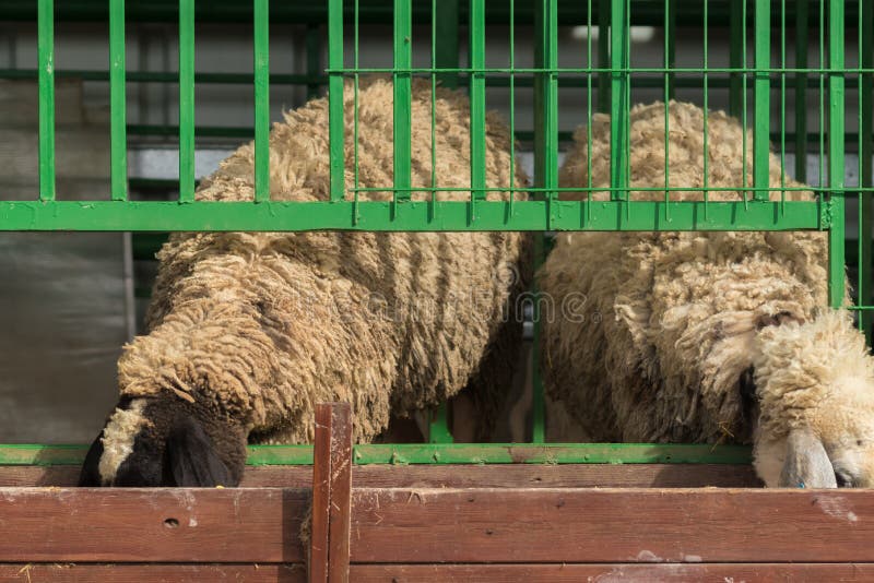 Two Sheep Inside a Barn Eat Hay between Stock Photo - Image of ...