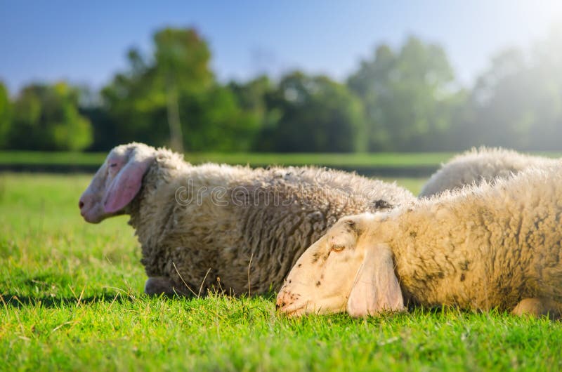 Two Sheep Laying on the Green Grass Stock Image - Image of blue, scenic ...