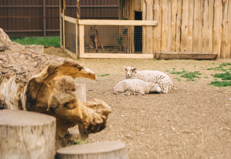 Two Sheep Lie on the Ground in a Farm Stock Image - Image of animal ...