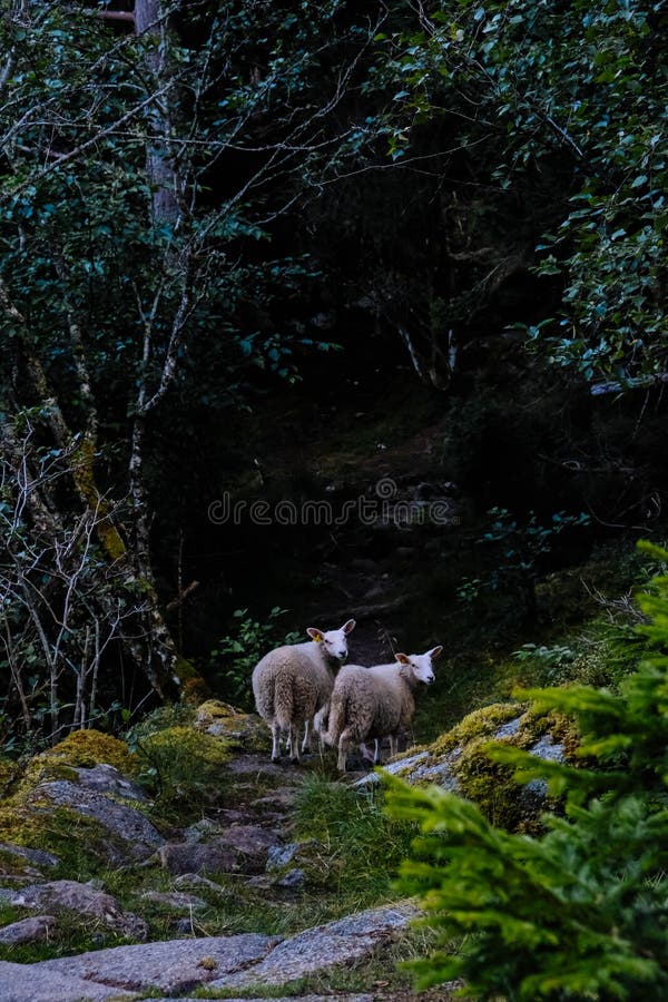 Two Sheep Look Back in the Forest Stock Photo - Image of pasture, rural ...